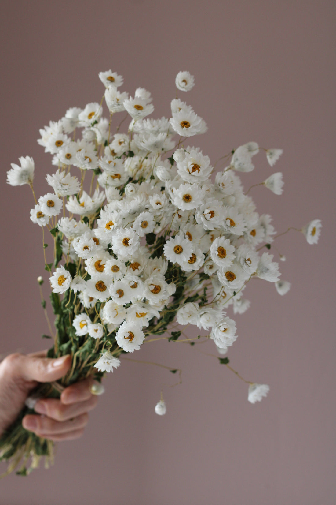 PAPER DAISIES – Paper Daisy
