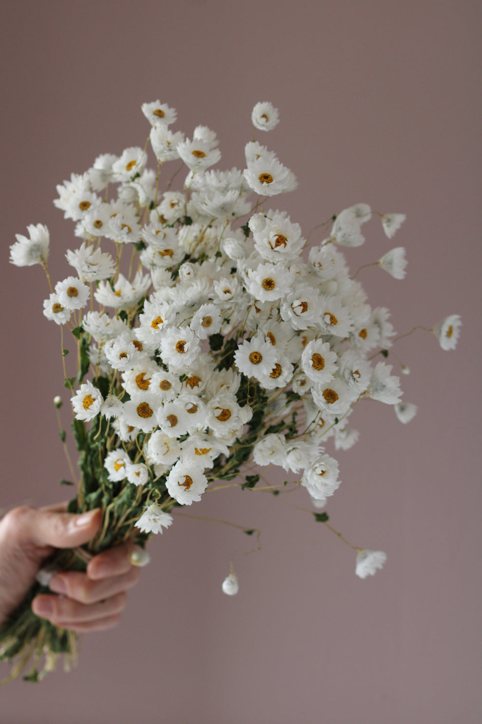 PAPER DAISIES – Paper Daisy